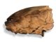 Unique Marri Burl Coffee Table - JahRoc Galleries