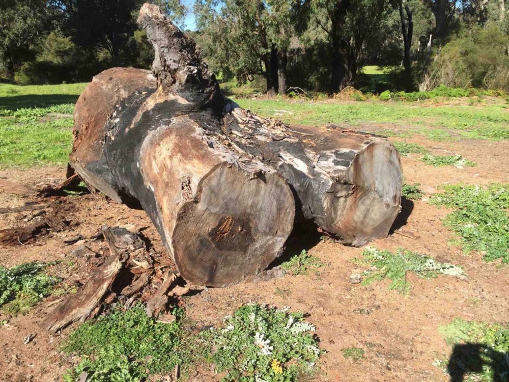 The "Family Tree" Dining Table Story; from Forest Floor to Gallery ...