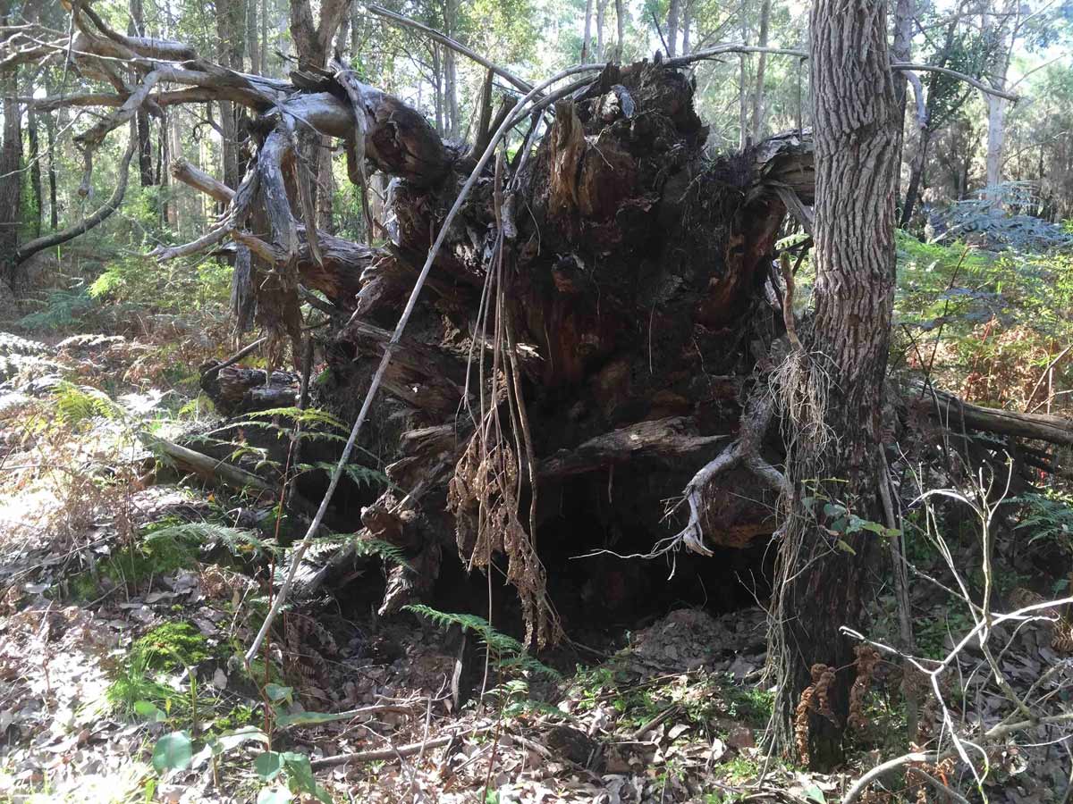 The "Family Tree" Dining Table Story; from Forest Floor to Gallery ...